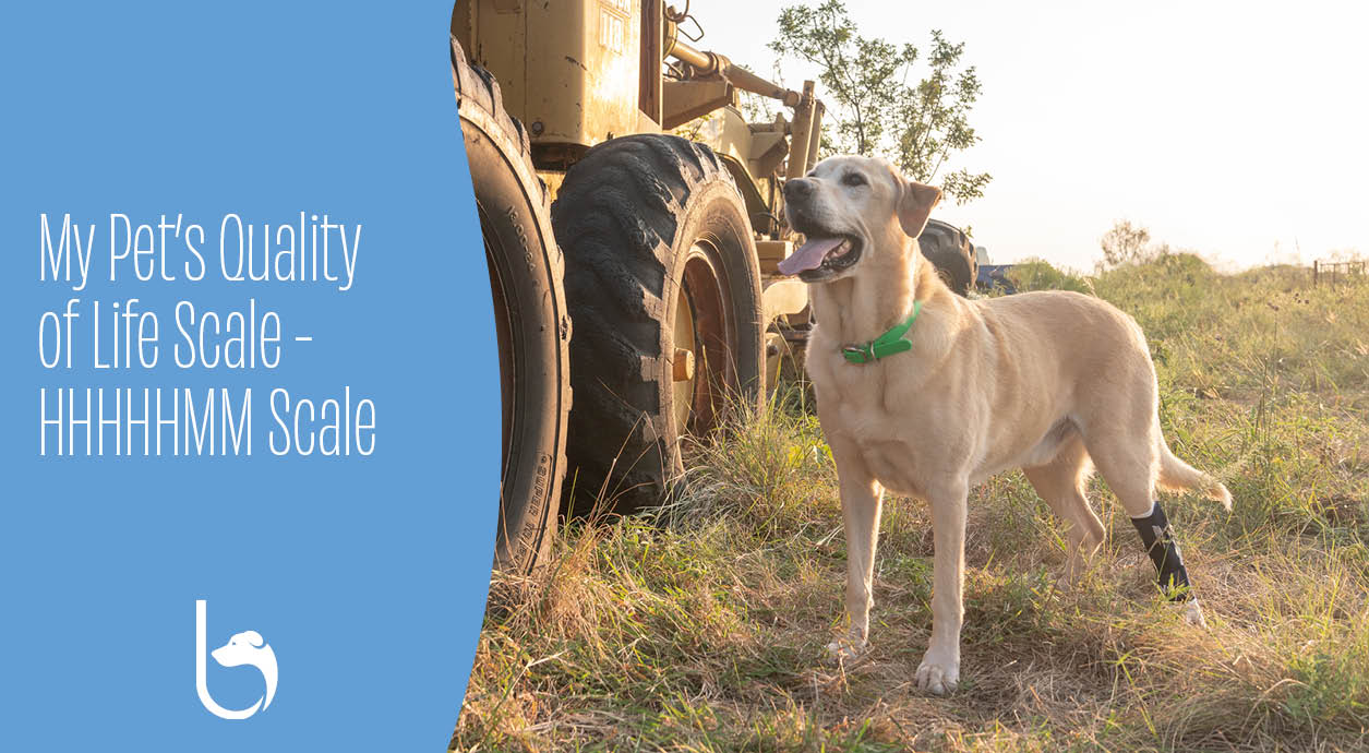 My Pet’s Quality of Life Scale - HHHHHMM Scale | Balto® USA