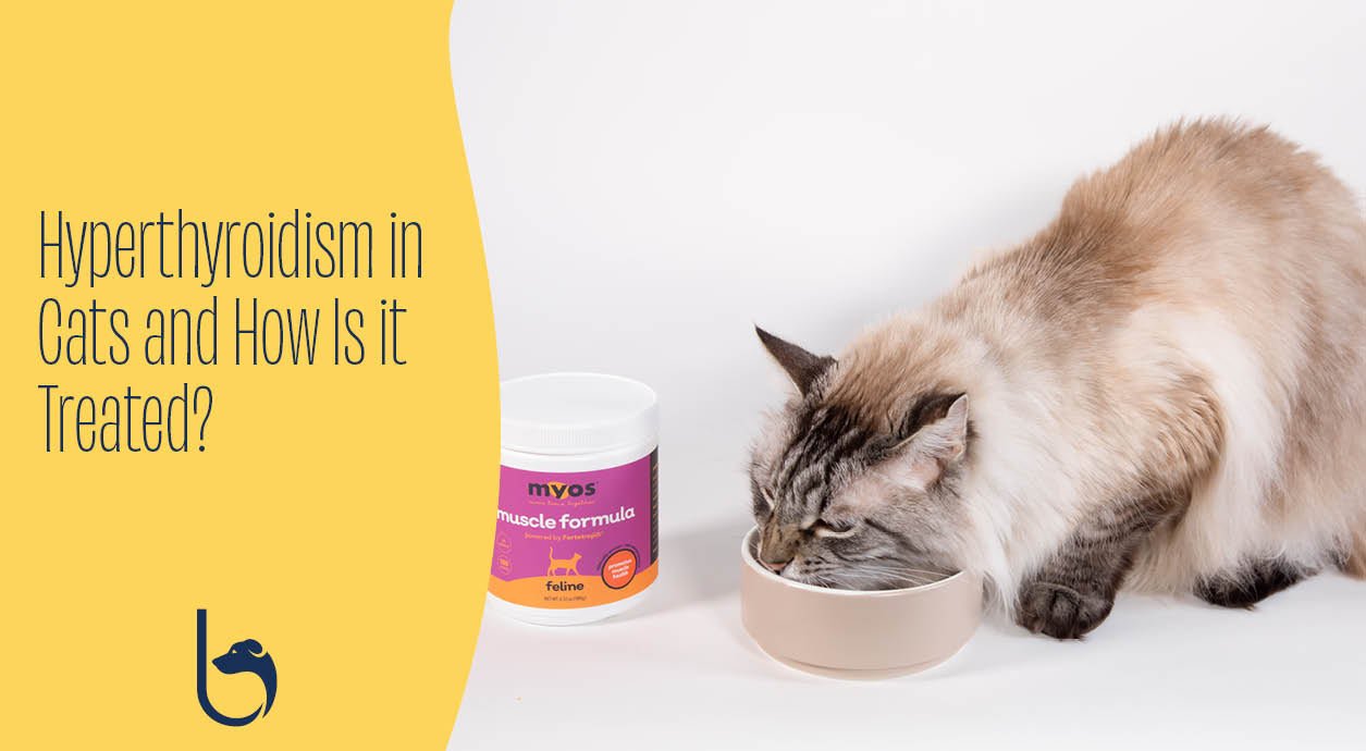 Hyperthyroidism in Cats and How Is it Treated? | Balto® USA