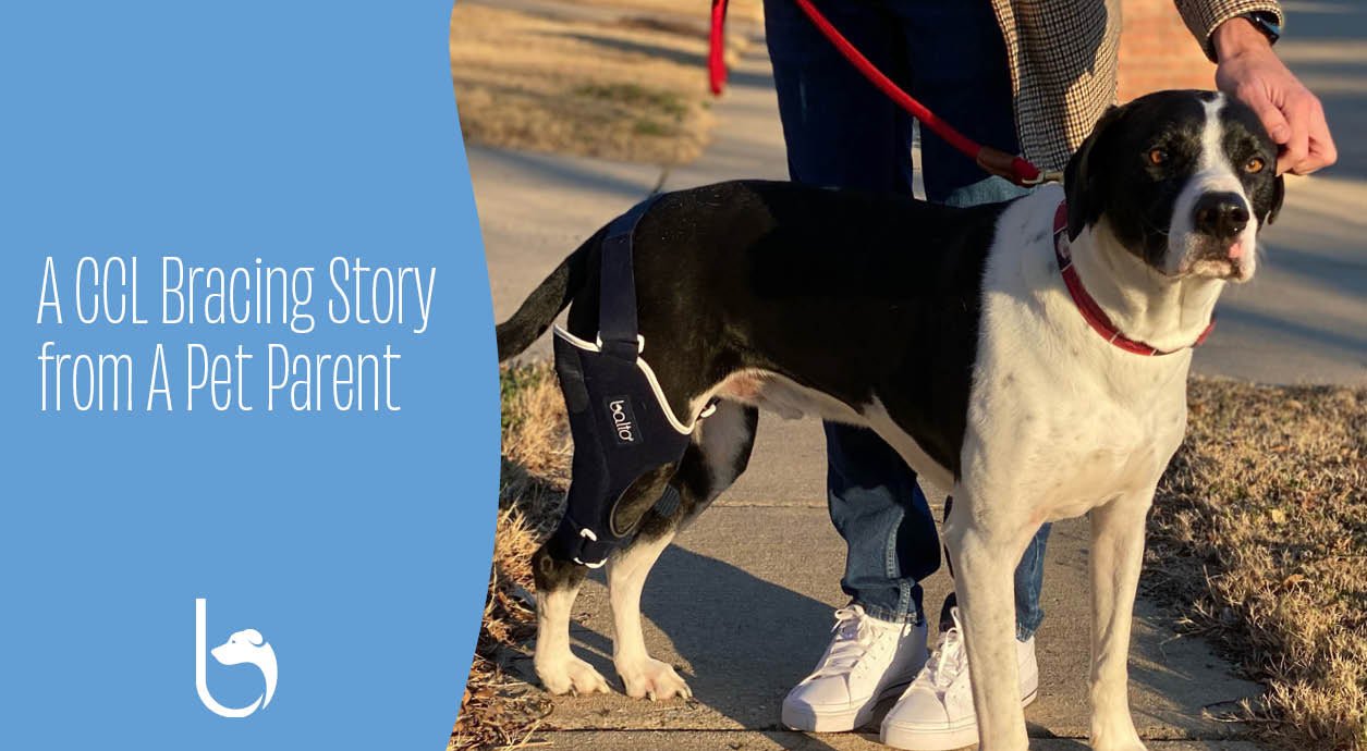 CCL Injury Bracing Story from A Pet Parent | Balto® USA