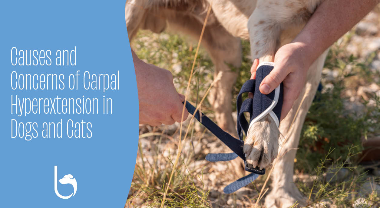 Causes and Concerns of Carpal Hyperextension in Dogs and Cats | Balto® USA