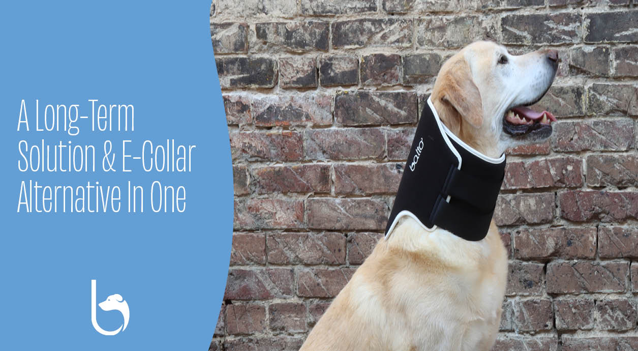 A Long-Term Solution & E-Collar Alternative In One | Balto® USA