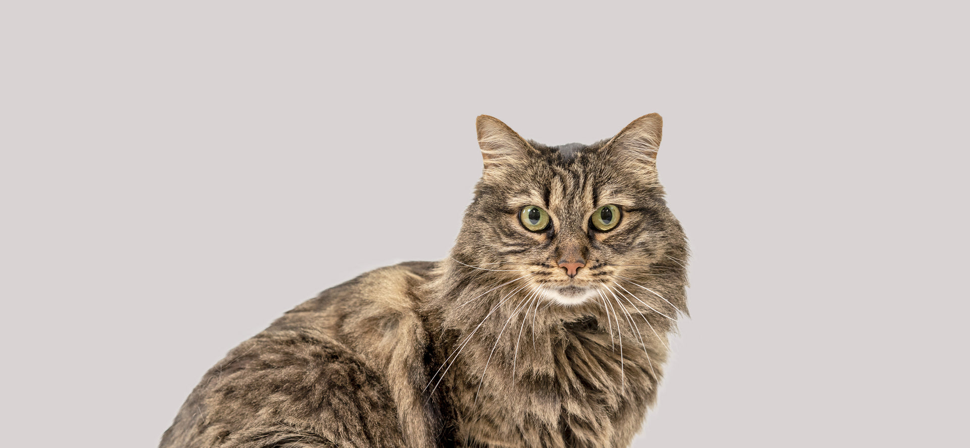 Hock Cat – Hock Brace for Felines | Balto® USA