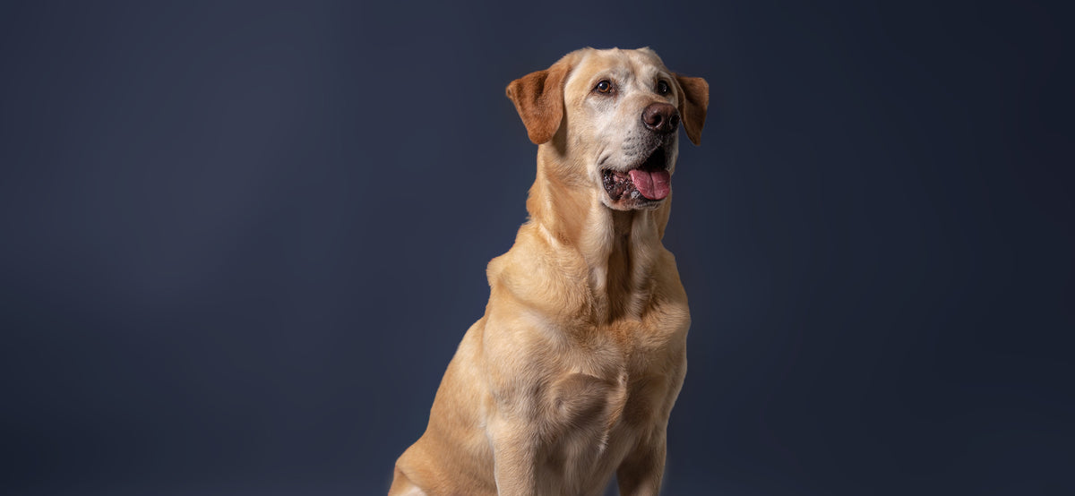 Hock Cat – Hock Brace for Felines | Balto® USA