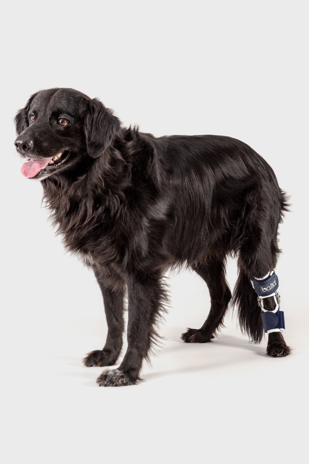 Balto® Flexor Dog Hock Brace – Post-Surgery Stabilization | Balto® USA