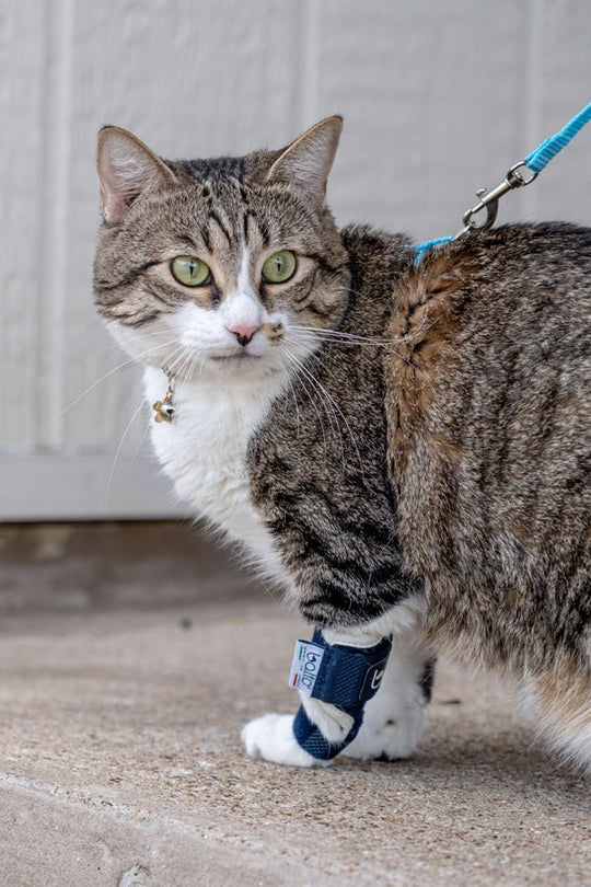 Splint Cat – Carpal/Metatarsal Laxity Splint for Felines | Balto® USA