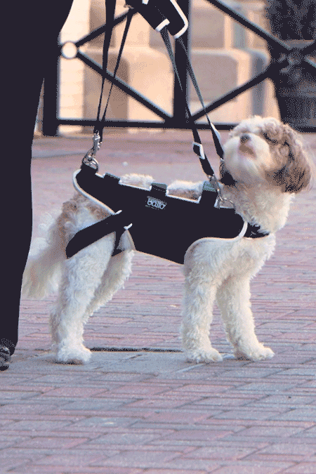 Balto® Body Lift Dog Harness – Full-Body Mobility Support | Balto® USA