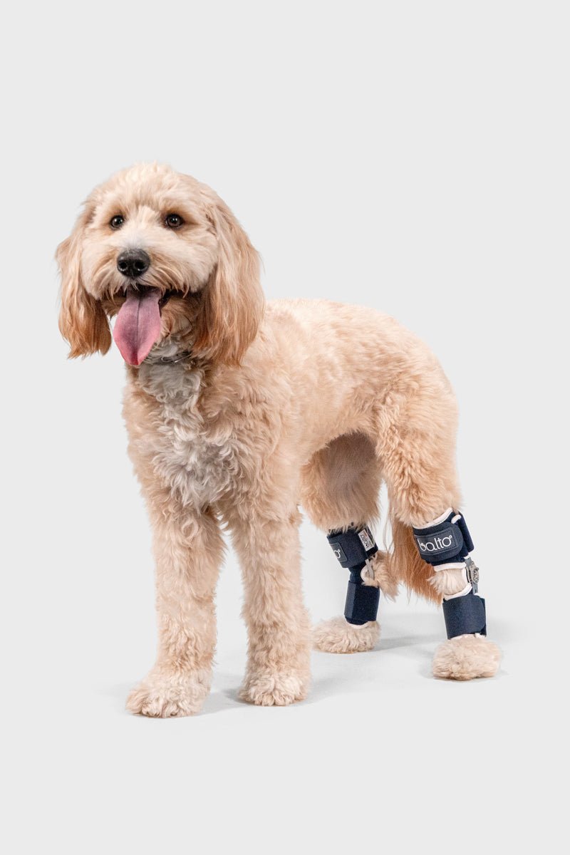 Advanced Hock Plus | Balto® USA