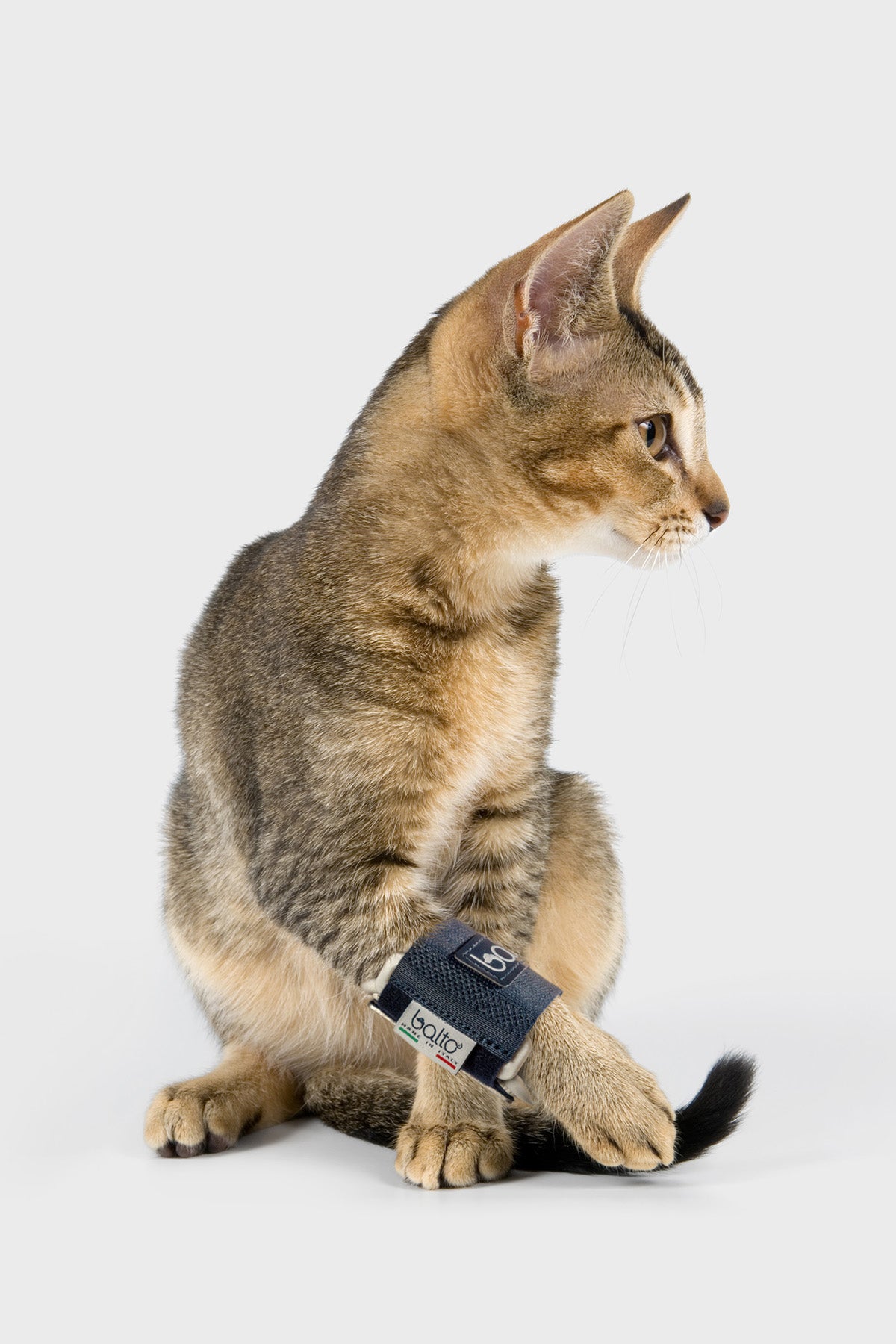 Bone Cat – Fracture Brace for Felines | Balto® USA