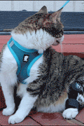 Hock Cat – Hock Brace for Felines | Balto® USA
