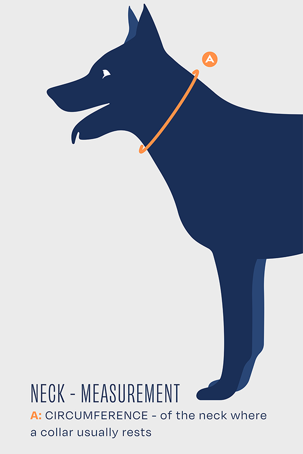 Balto® Neck Dog Brace – Rigid Cervical Spine Support | Balto® USA