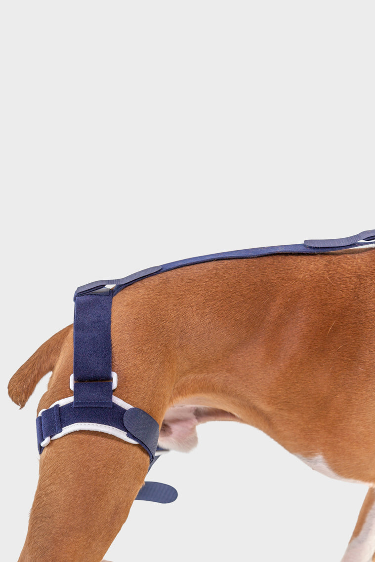 Canine Knee & CCL Brace | Balto® USA