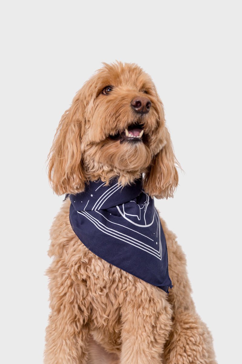 Balto Bandana | Balto® USA
