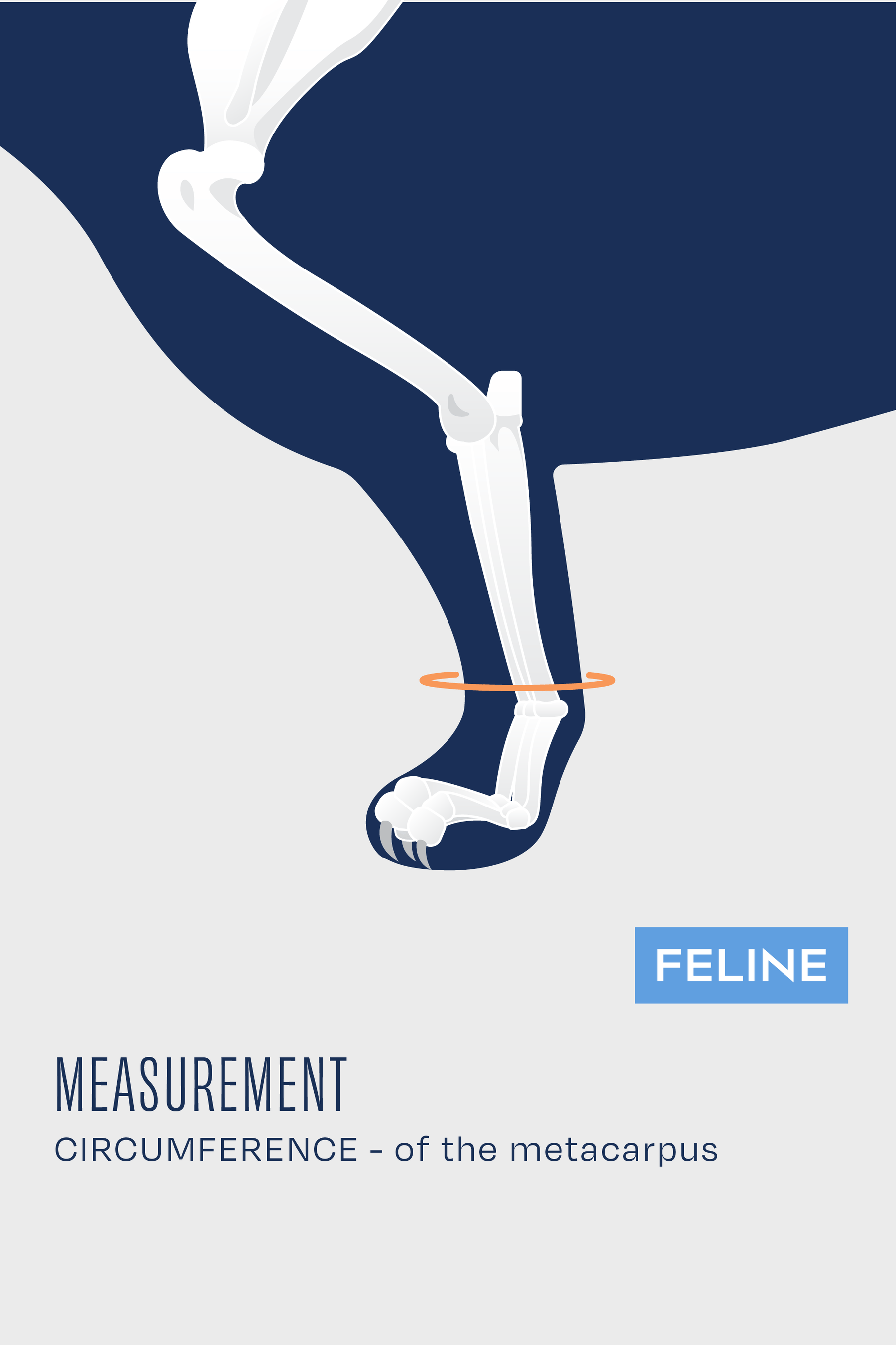 Splint Cat – Carpal/Tarsal Laxity Splint for Felines | Balto® USA